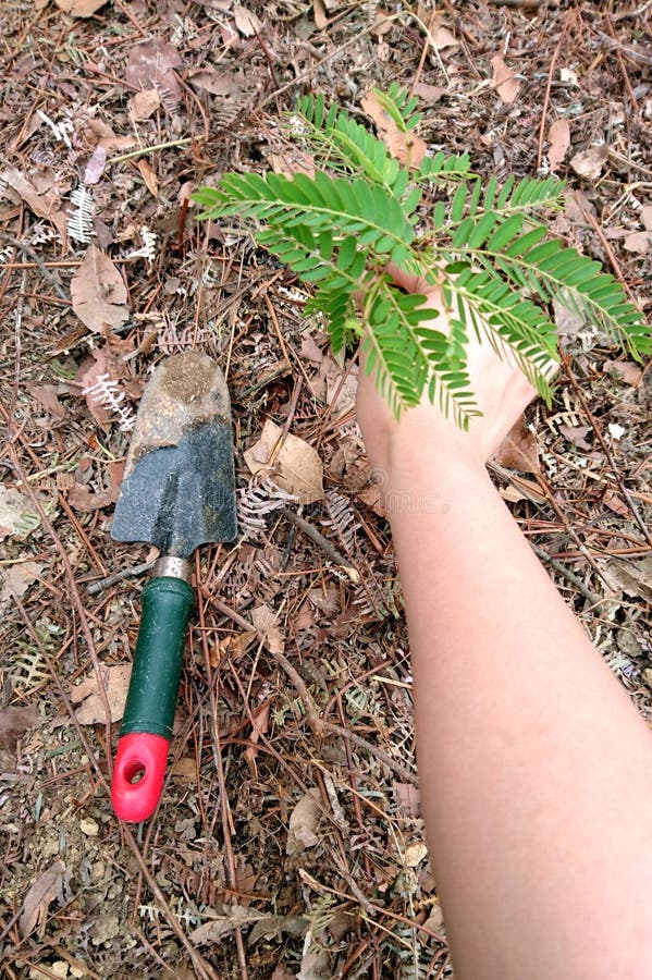 Plant Tree stock photo. Image of agriculture, growing - 122186424