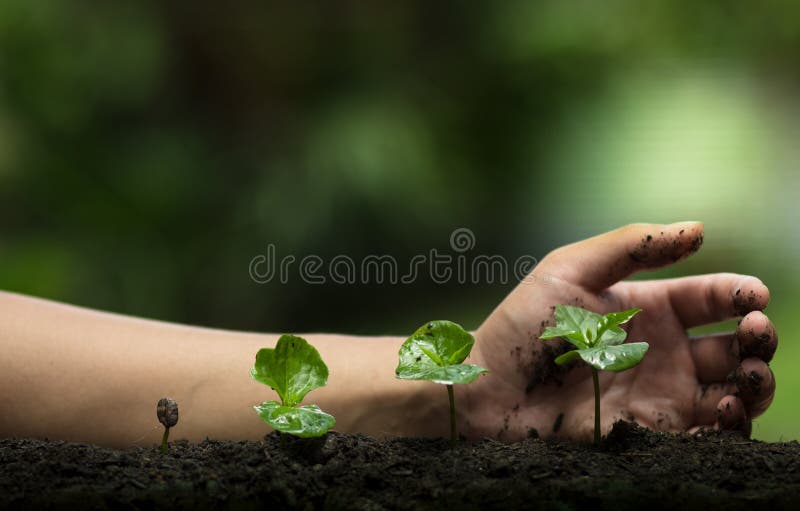 Plant a Tree,Protect the Tree,Hand Help the Tree,Growing Step,Watering ...
