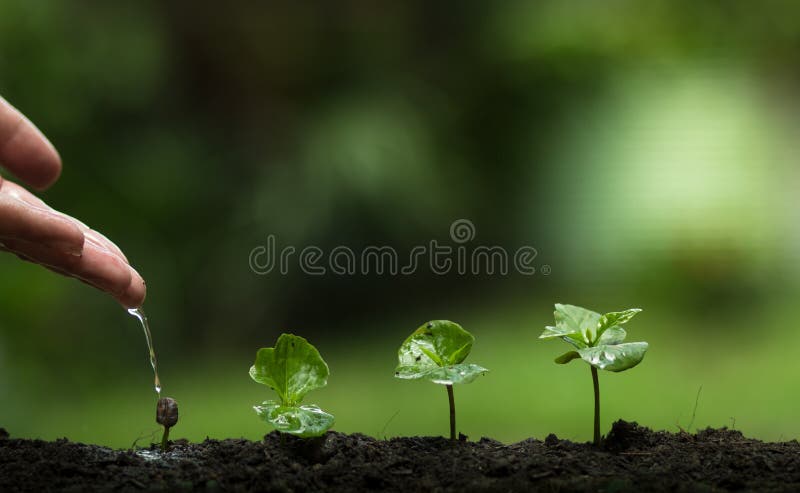 Plant a Tree,Protect the Tree,Hand Help the Tree,Growing Step,Watering ...