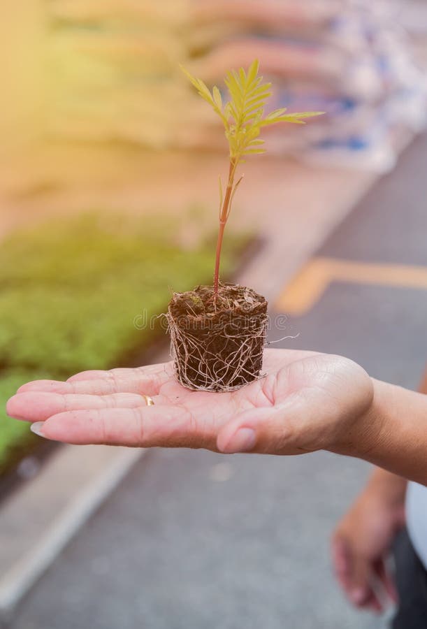 Plant tree stock image. Image of grow, increase, expand - 98250089