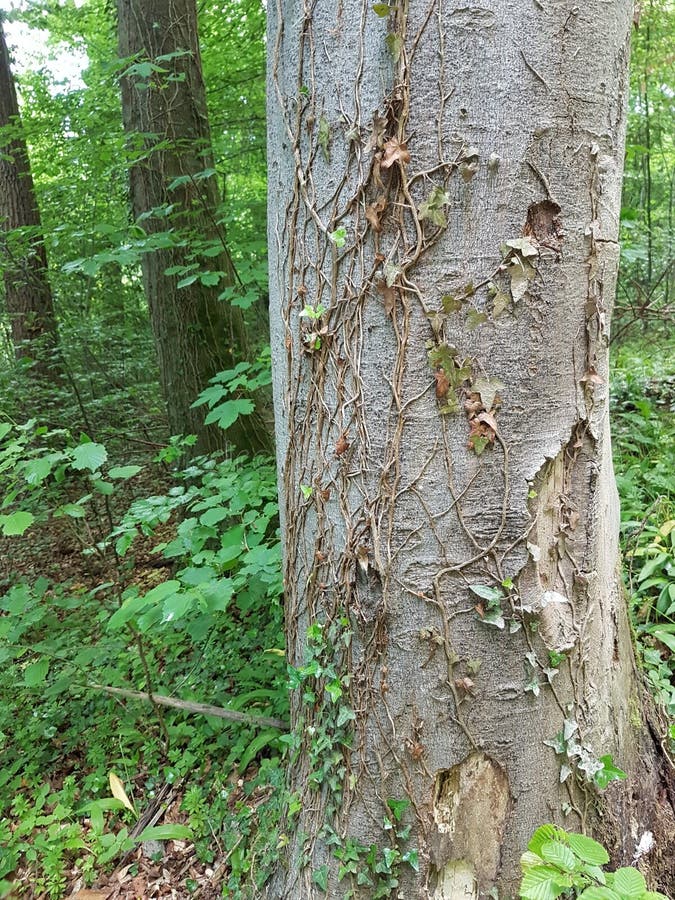 Plant, Tree, Terrestrial Plant, Trunk Stock Image - Image of tree ...