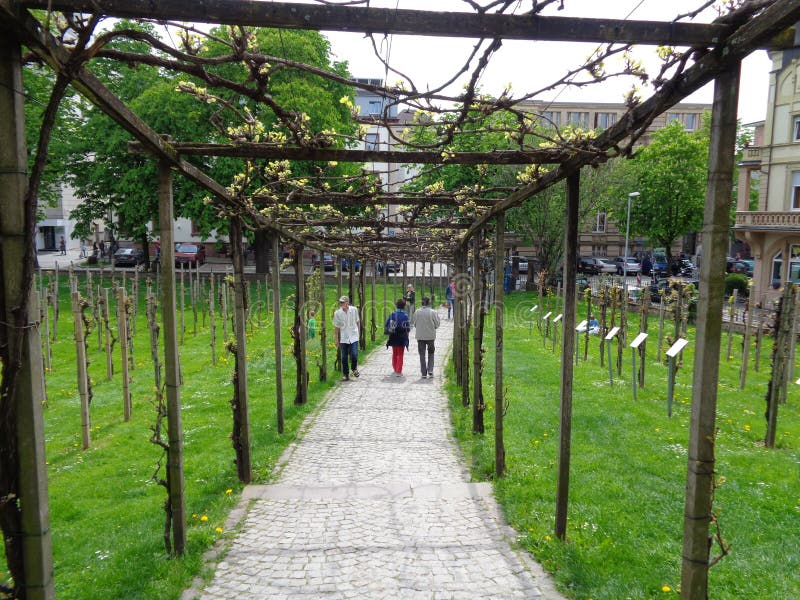 Plant, Tree, Walkway, Garden Picture. Image: 128357548