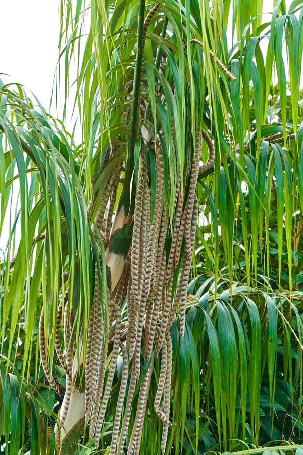 A Plant in the Tropical Jungle. Palm Tree with Leaves Hanging Down ...
