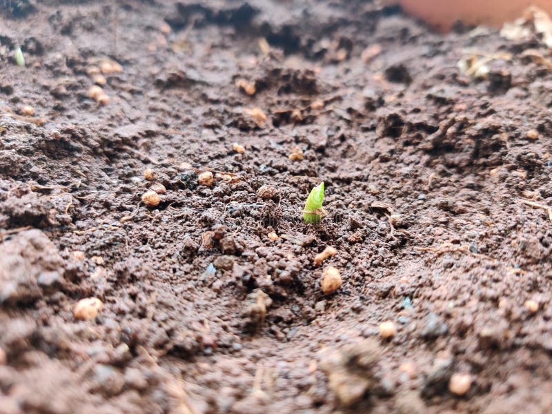 Plant trying to grow up stock photo. Image of grow, life - 189750230