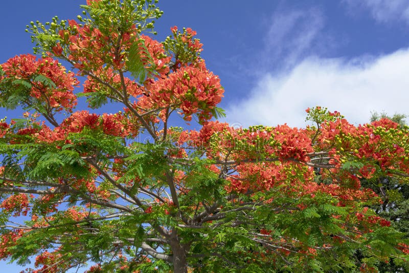 Plant of Tulipier of gabon stock image. Image of flower - 251292239
