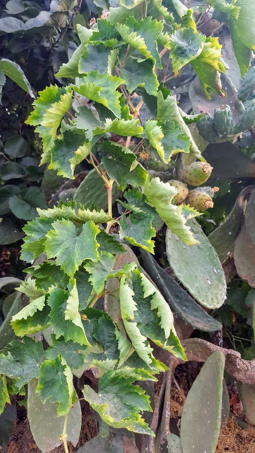 Tuna stock image. Image of green, spain, plants, plant - 102622991