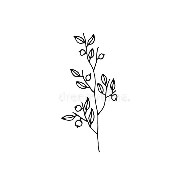 Plant Twig with Leaves Sketch Icon Isolated Stock Vector - Illustration ... Plant Twig with Leaves Sketch Icon Isolated Stock Vector - Illustration ...