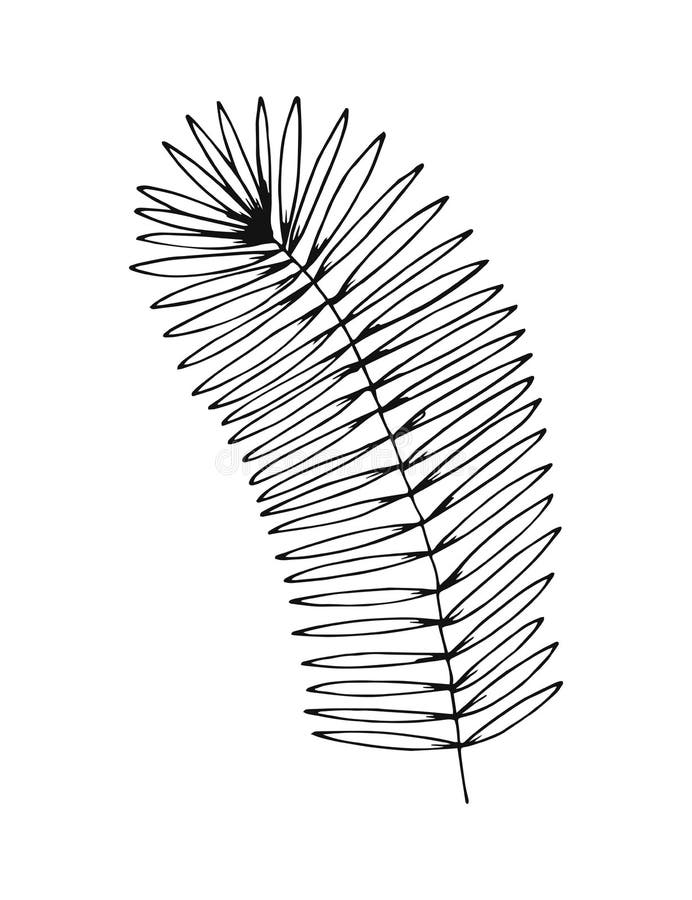 Plant Twig with Leaves Sketch Icon Isolated Stock Vector - Illustration ... Plant Twig with Leaves Sketch Icon Isolated Stock Vector - Illustration ...