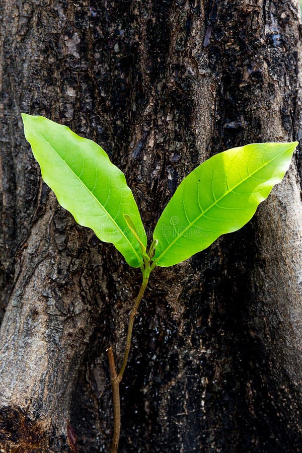 Plant with Two Leaves is Growing Stock Image - Image of natural ...