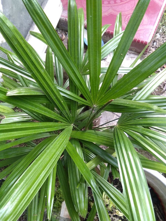 This Plant is a Type of Palm Plant, but Has Many Leaves on One Stalk ...