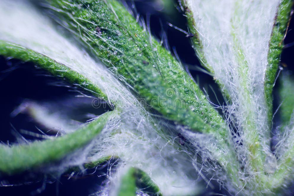 Plant under the microscope stock photo. Image of leaf - 65809014