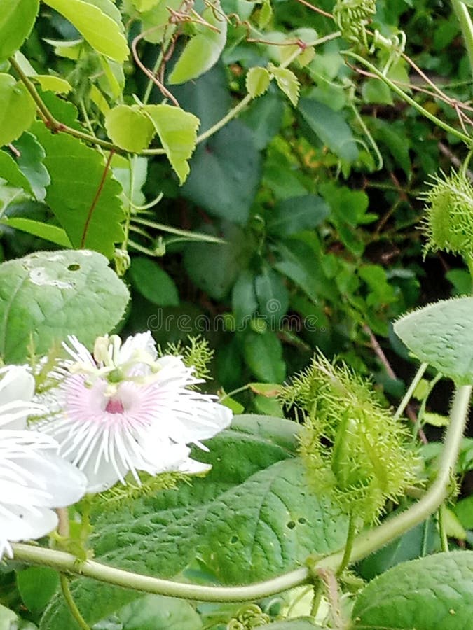 A Plant with a Unique Fruit Color Postureï¿¼ Stock Image - Image of ...