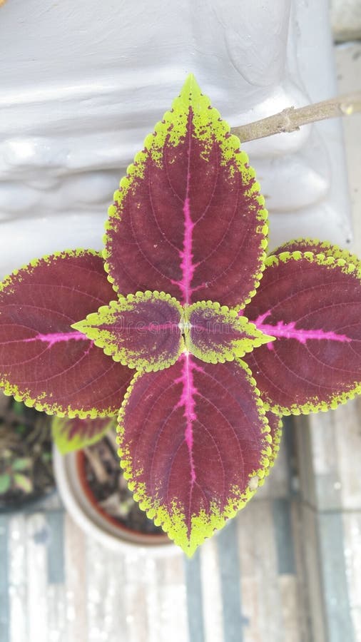 Plant with the unique leaf stock photo. Image of lavender - 257437536