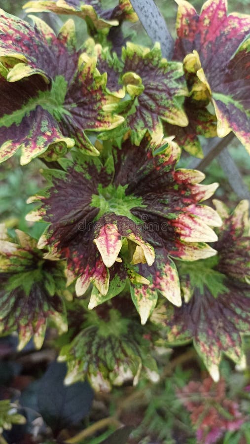 A Plant with a Unique Leaf Color Stock Image - Image of summer, view ...
