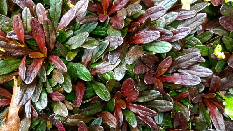 Plant with Unique Leaves Look so Beauty Stock Image - Image of shrub ...