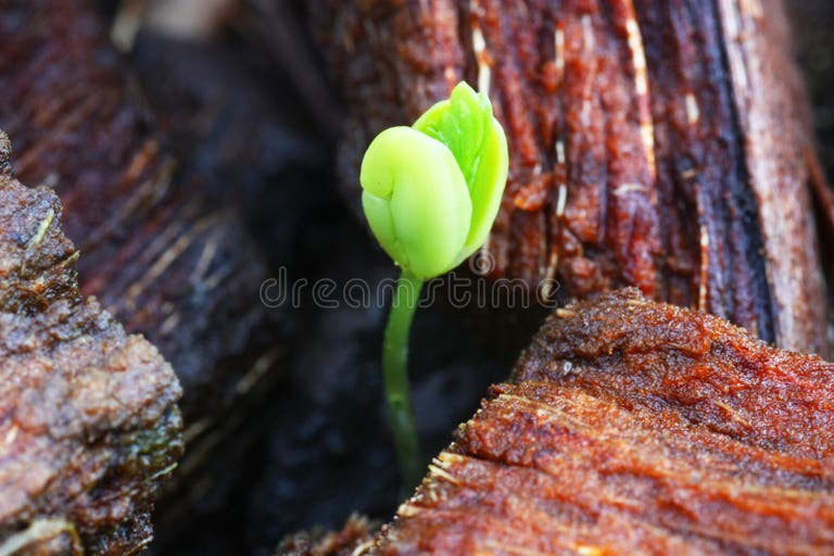 634 Plant Break Asphalt Stock Photos - Free & Royalty-Free Stock Photos ...