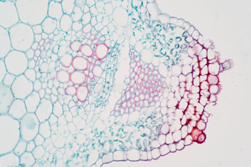 Plant Vascular Tissue Under Microscope View Stock Image - Image of ...