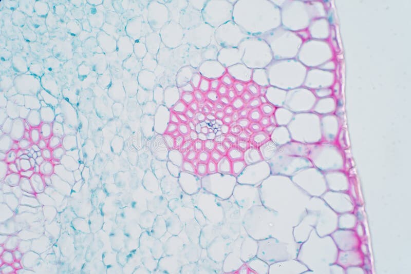 Plant Vascular Tissue Under Microscope View Stock Photo - Image of ...