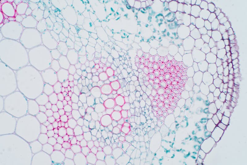 Plant Vascular Tissue Under Microscope View Stock Illustration ...