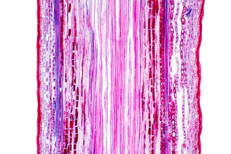 Plant Vascular Tissue Under the Microscope View Stock Photo - Image of ...