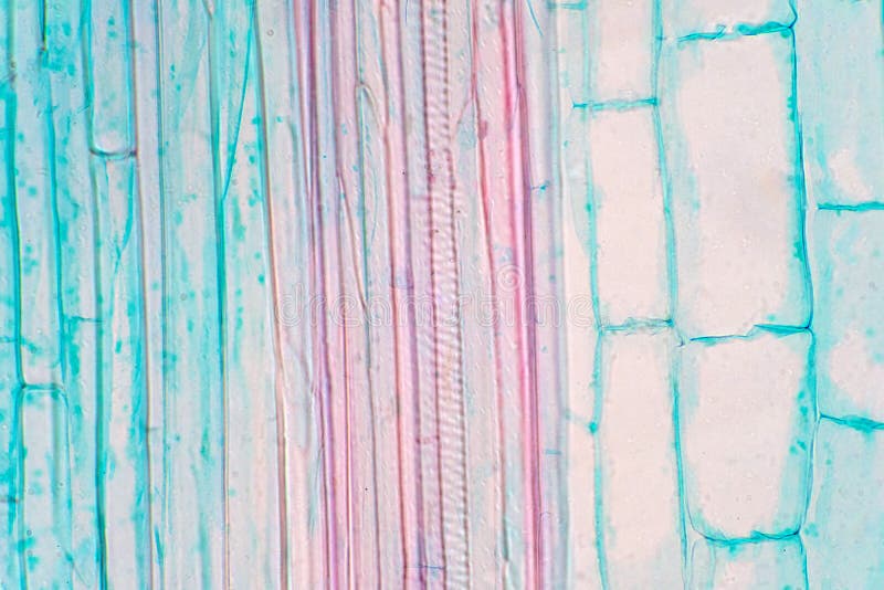 Plant Vascular Tissue Under the Microscope View Stock Photo - Image of ...