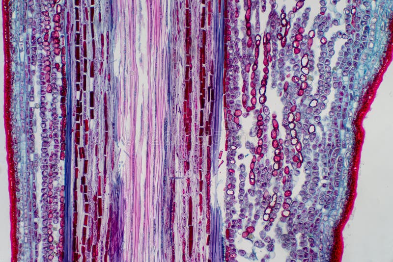 Plant Vascular Tissue Under the Microscope View Stock Photo - Image of ...