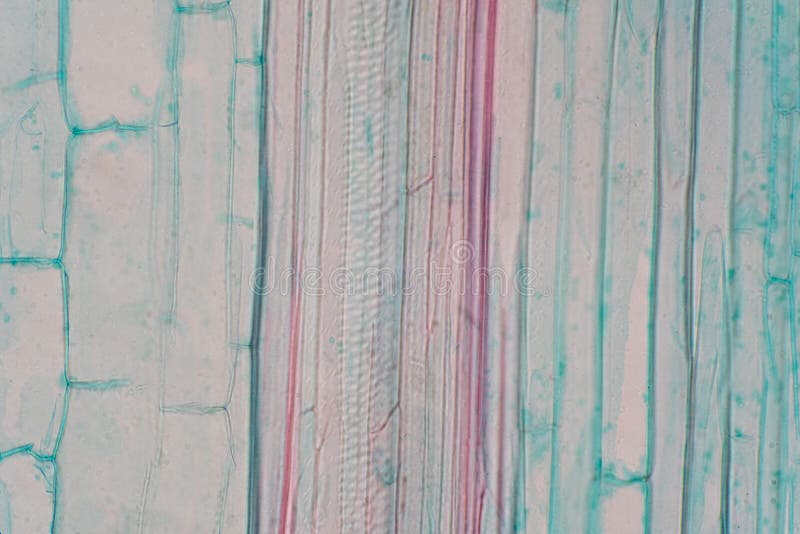 Plant Vascular Tissue Under the Microscope View Stock Photo - Image of ...