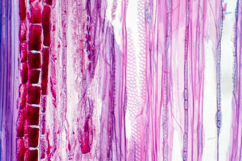 Plant Vascular Tissue Under the Microscope View Stock Photo - Image of ...
