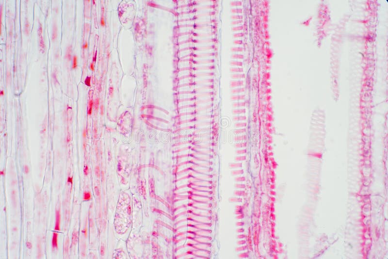 Plant Vascular Tissue Under the Microscope View Stock Photo - Image of ...