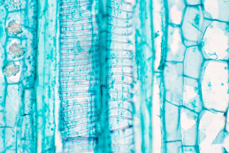 Plant Vascular Tissue Under the Microscope View Stock Image - Image of ...