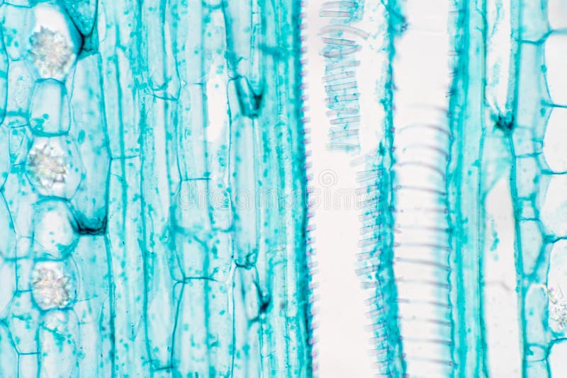Plant Vascular Tissue Under the Microscope View Stock Photo - Image of ...