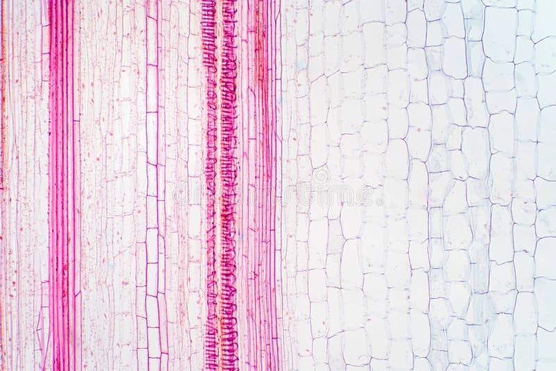 Plant Vascular Tissue Under the Microscope View Stock Photo - Image of ...