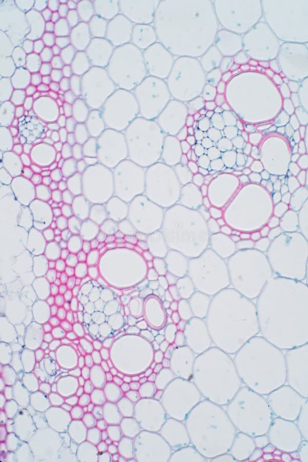 Plant Vascular Tissue Under Microscope View Stock Illustration ...