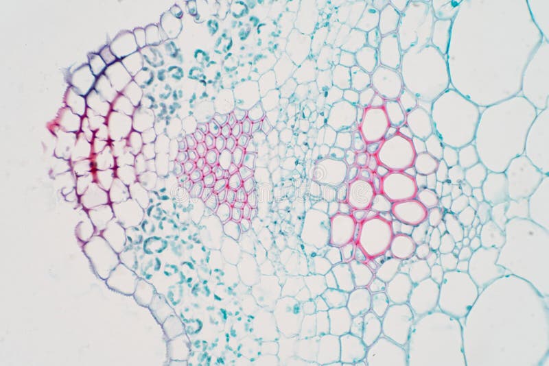 Plant Vascular Tissue Under Microscope View Stock Illustration ...