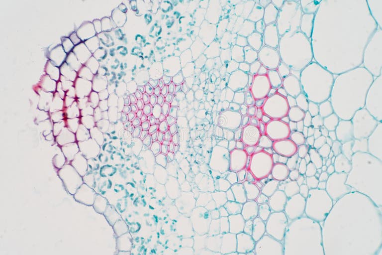 Vascular Plant Tissue Stock Illustrations – 273 Vascular Plant Tissue ...