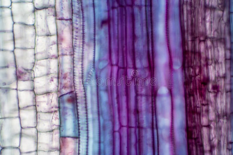 Plant Vascular Tissue Under the Microscope View Stock Photo - Image of ...