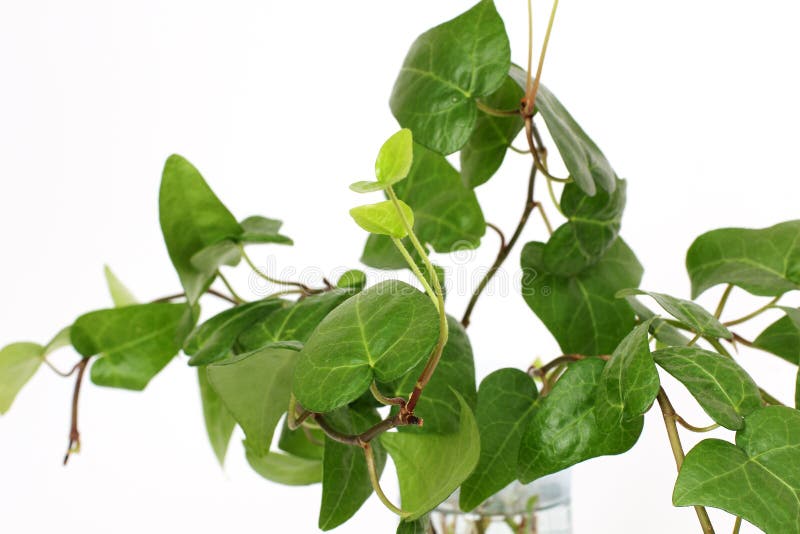 Plant in a Vase on a White Background Stock Image - Image of home ...