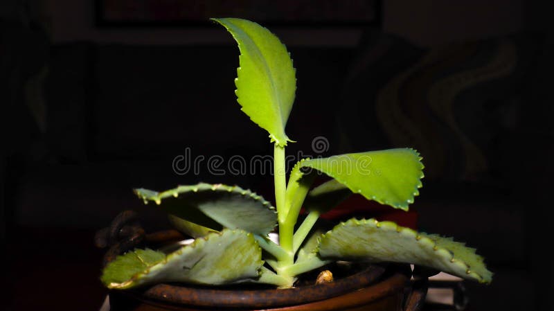 Plant stock image. Image of plant, vasel, hick, green - 175750143