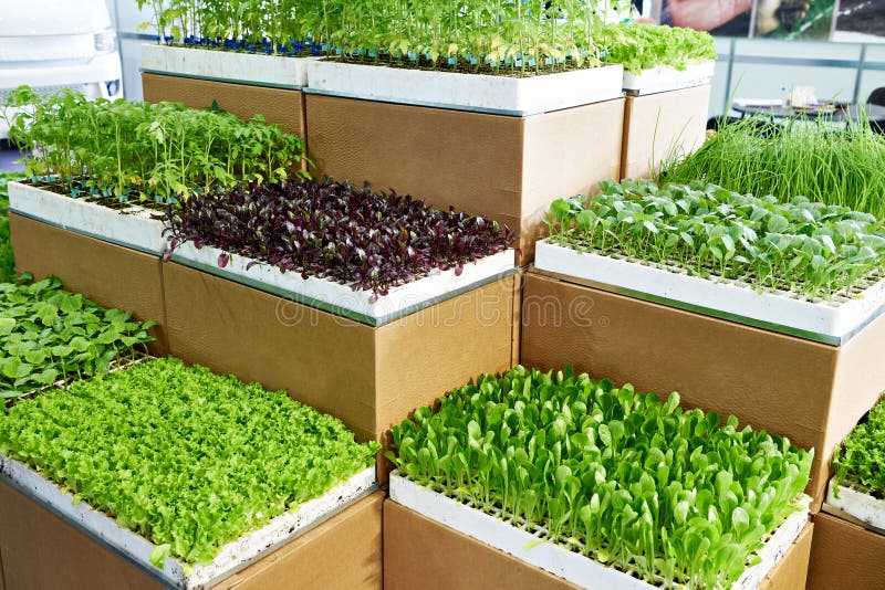 Plant Vegetable Seedling Green in Boxes Stock Photo - Image of farming ...