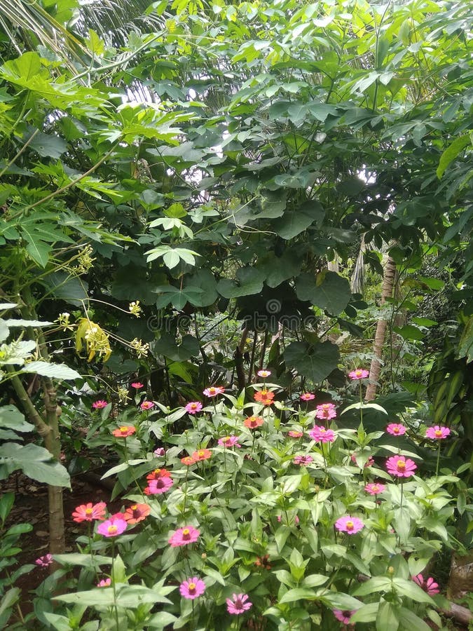 Plant Vegetables, Flowers and Ornamental Plants in the Yard. Stock Image - Image of ornamental ...