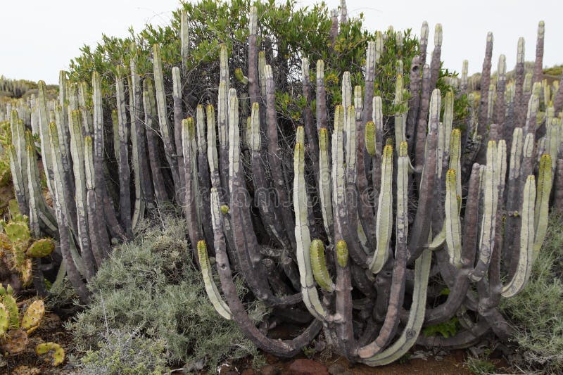 Plant, Vegetation, Cactus, Ecosystem Picture. Image: 120654087