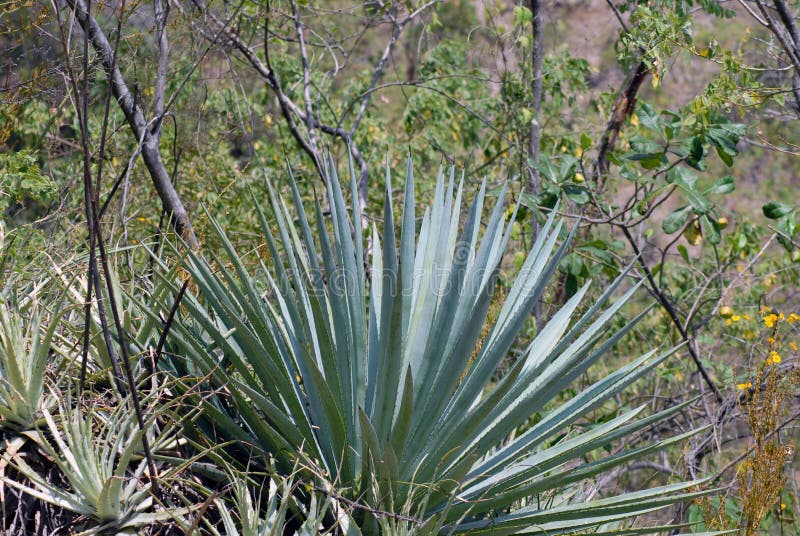 Plant, Vegetation, Flora, Ecosystem Picture. Image: 112567913