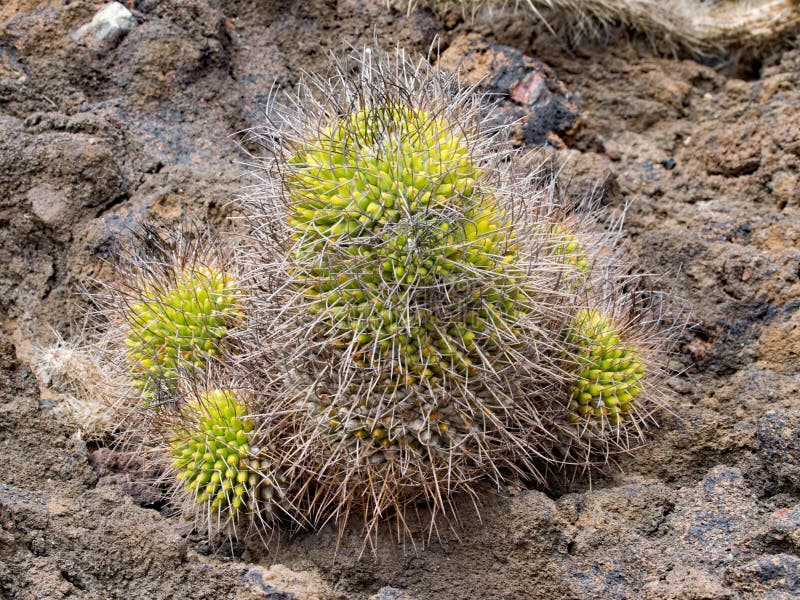 Plant, Vegetation, Flora, Ecosystem Stock Image - Image of shrubland ...