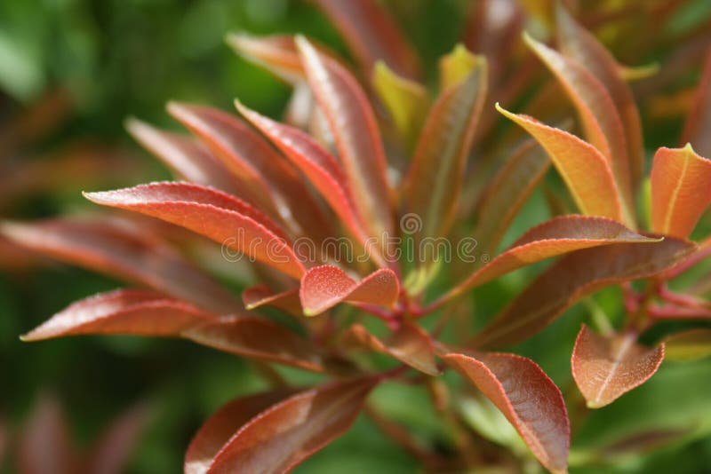 Plant, Vegetation, Flora, Leaf Picture. Image: 119317298