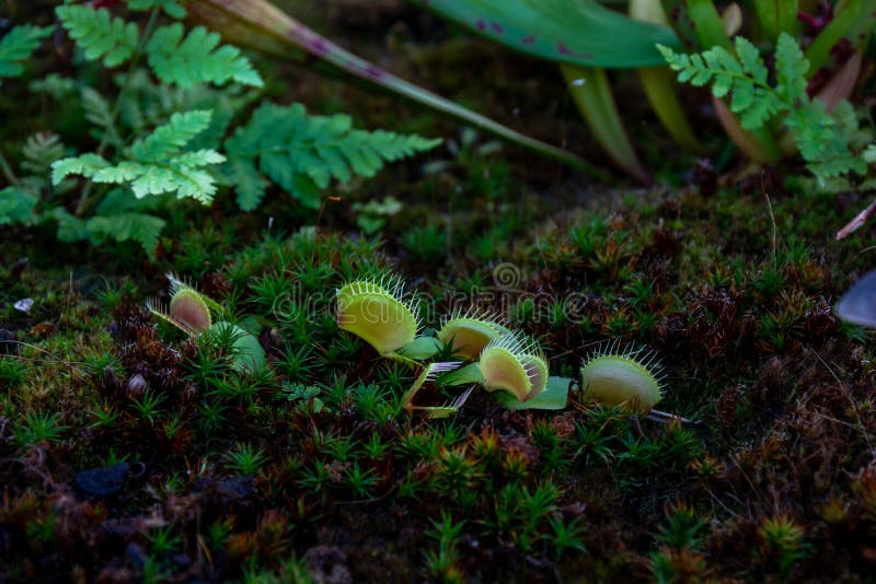 Plant Venus Flytrap - a Species of Carnivorous Plants from a Monotypic ...