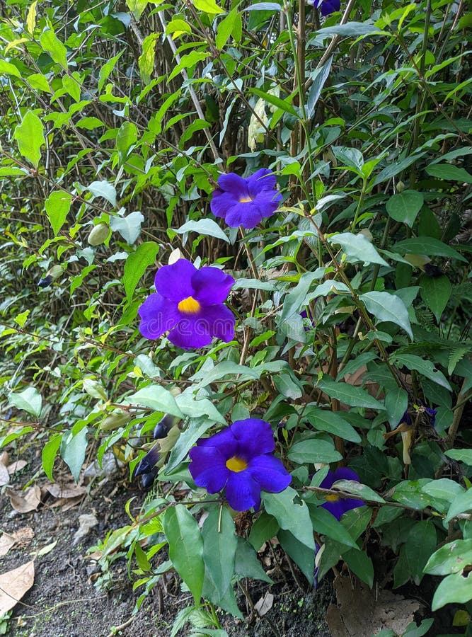 A Plant with Very Beautiful Blooming Flowers Stock Photo - Image of ...
