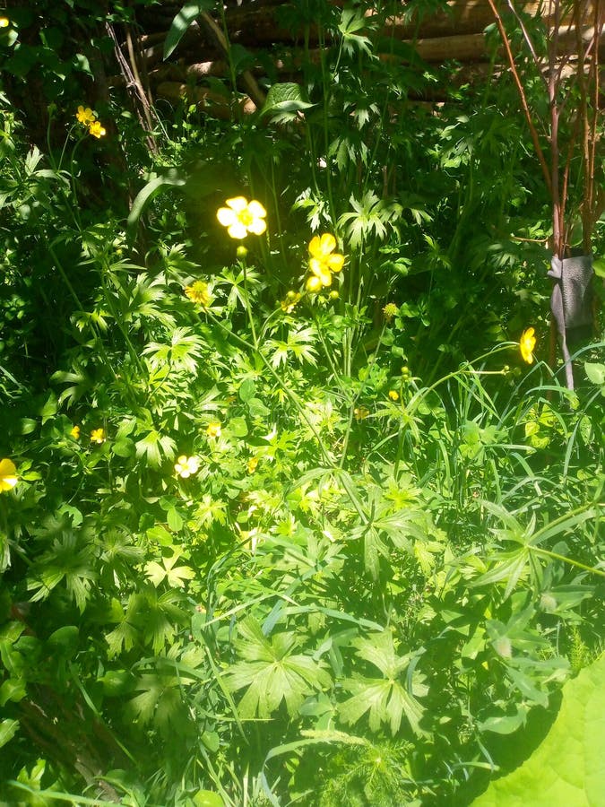 This Plant is Very High Poison Plant His Root is Also Danger Stock ...