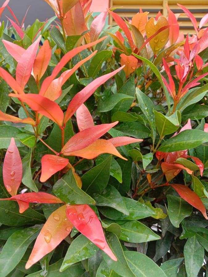 A Plant with a Very Unique and Beautiful Red Leaf Shoot Stock Image ...
