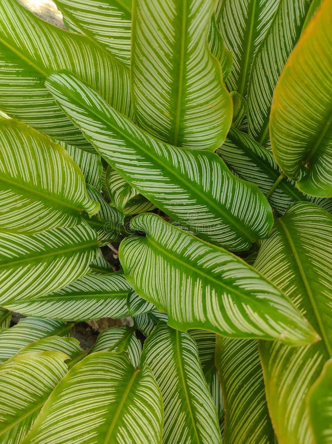 A Plant with a Very Unique Leaf Pattern Stock Photo - Image of tropics ...