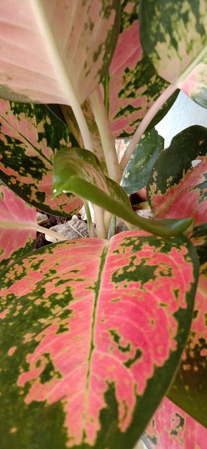 A Plant with Very Unique Red and Green Leaves is a Type of Aglonema ...